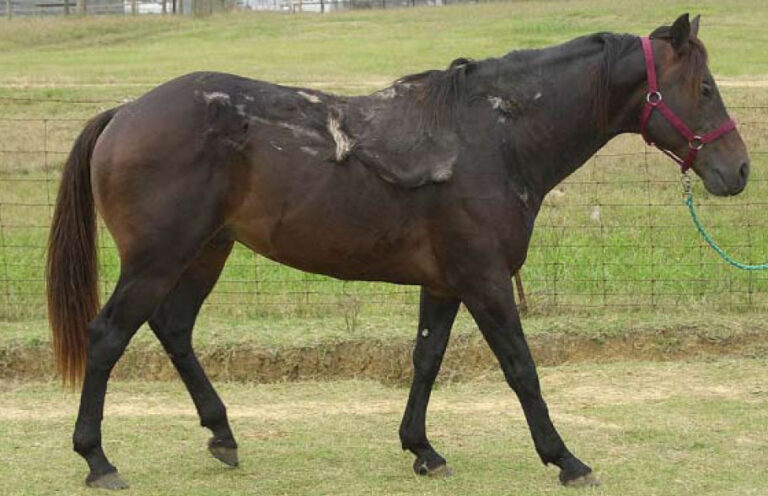 GENETIC TESTING – AVS Equine Medical and Surgical Hospital | Tallahassee FL